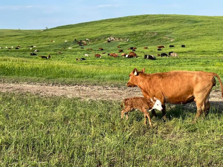 Rethinking the Farm Bill: Supporting Organic and Regenerative Farming